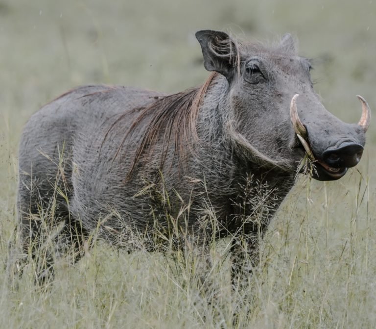 Facocero en un safari en Tanzania. Conoce los detalles!!.